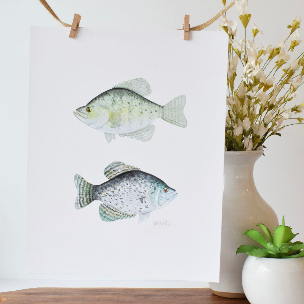 Watercolor Print- Crappie | Mississippi Made Gifts ...